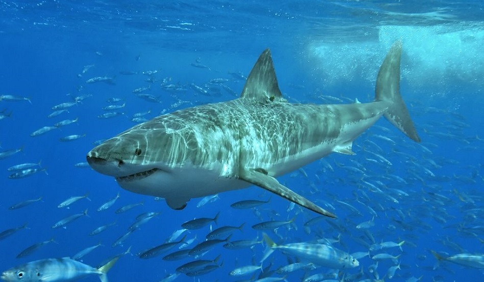 A fost descoperită o nouă specie de rechin în Oceanul Atlantic