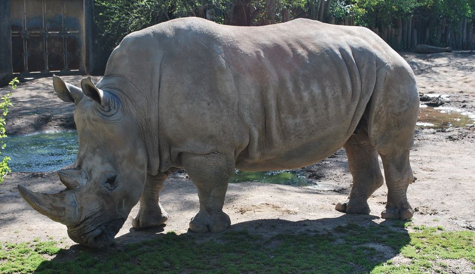 Sudan, ultimul mascul de rinocer alb, a murit. Mai există o singură ...