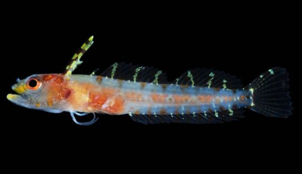 ''Rariphotic'' noua zonă oceanică ce abundă de specii necunoscute de peşti