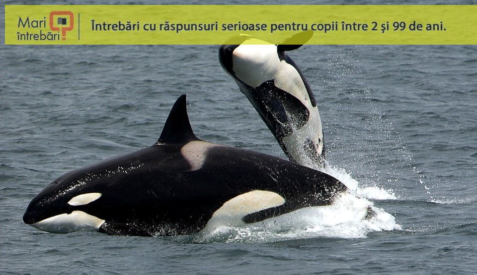 De ce sunt balenele atât de mari?