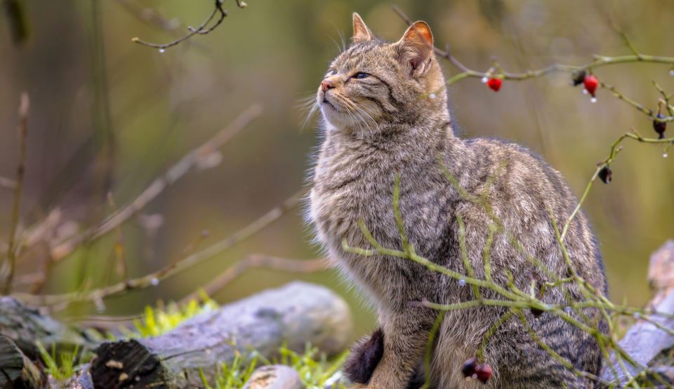 VIDEO. O pisică sălbatică enormă de peste un metru a fost văzută într-o ...