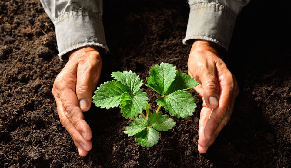 Iată 10 dintre cele mai FASCINANTE detalii despre plante