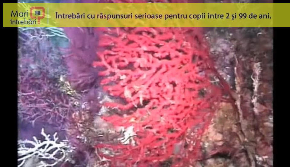 De ce coralul roşu poate supravieţui timp de 500 de ani?