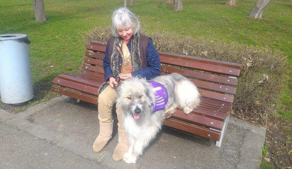 GALERIE FOTO. Viaţă de câine: metis mioritic abandonat în România a ...