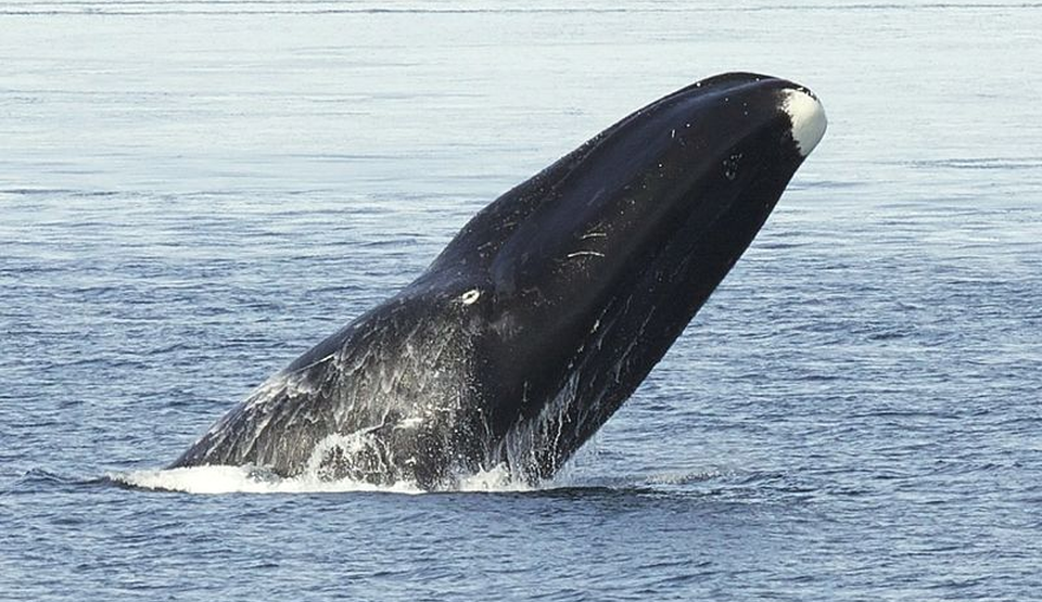 Balenele de Groenlanda sunt unii dintre cei mai buni compozitori din natură