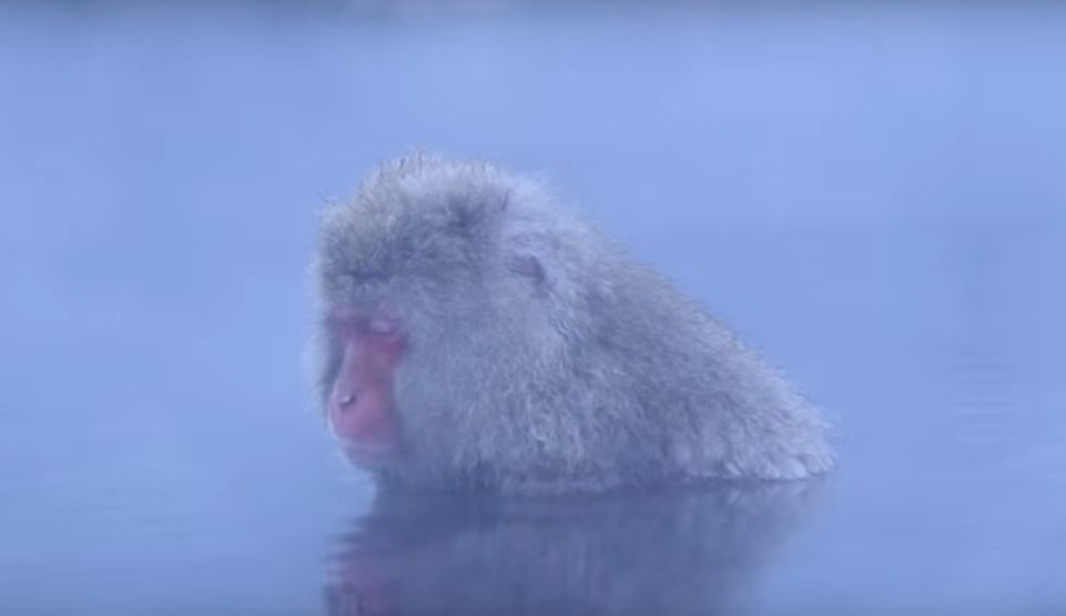 Macacii japonezi utilizează izvoarele termale pentru a reduce stresul