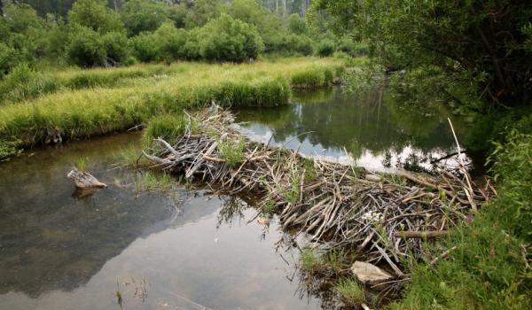 Descoperire uriaşă în albia unui râu din oraşul Băicoi: topor vechi de ...