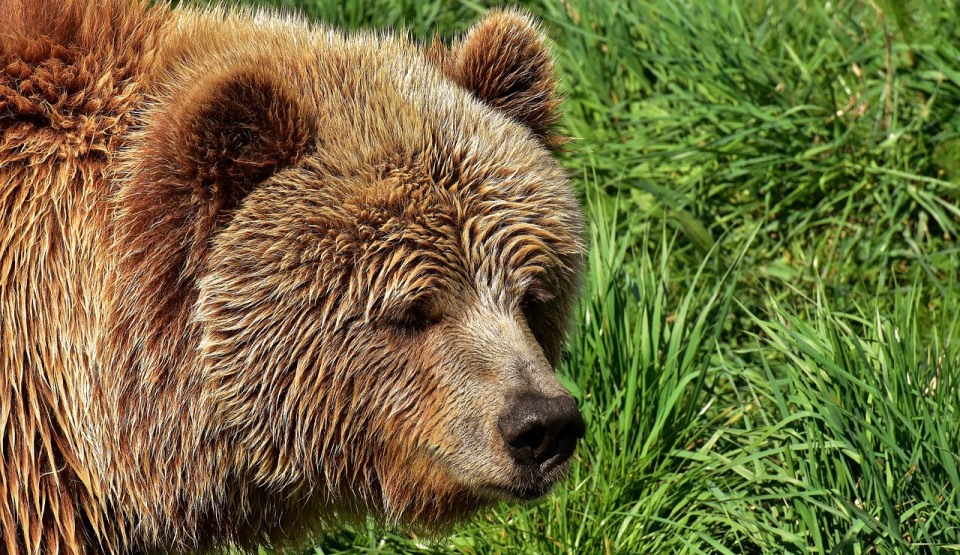 O pierdere uriaşă în lumea animalelor. Un urs brun dintr-o subspecie ...