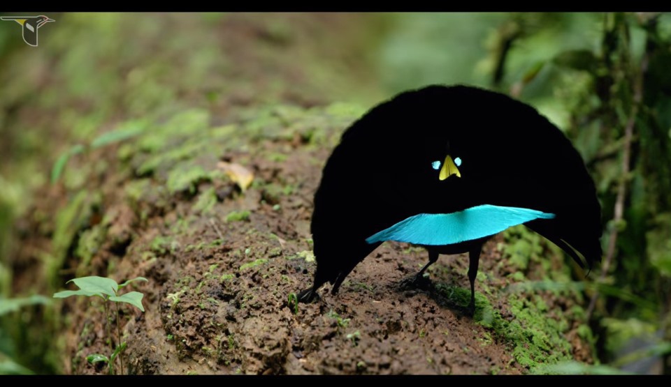 A fost descoperită o nouă specie de pasăre a paradisului care pare ...