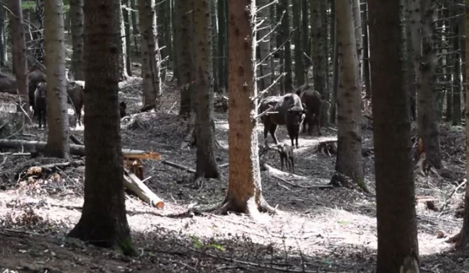 Imagini rare cu primul pui de zimbru din România, fătat în libertate ...