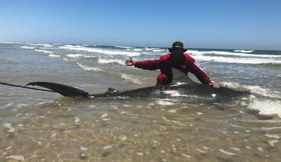 Un pescar a capturat un rechin-tigru de peste 3 metri