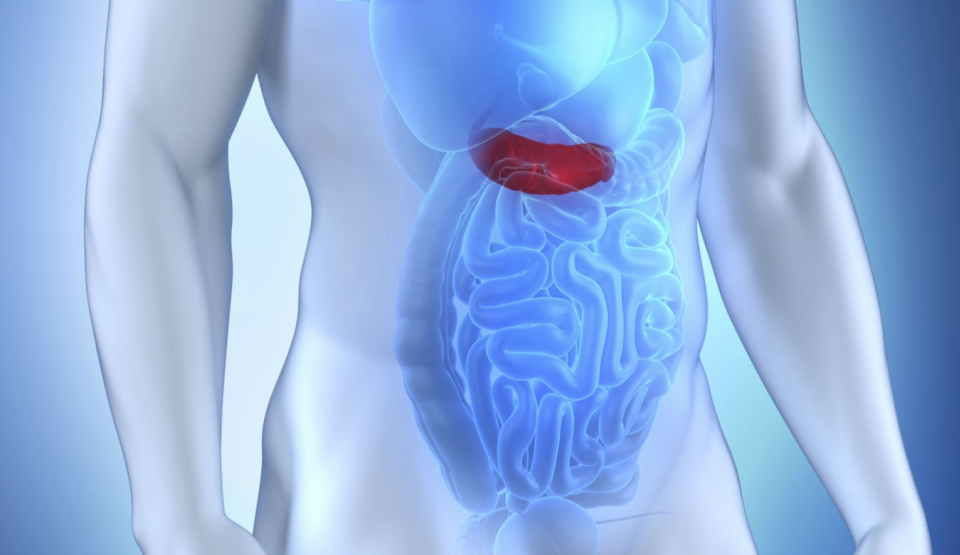 Pancreasul Localizare