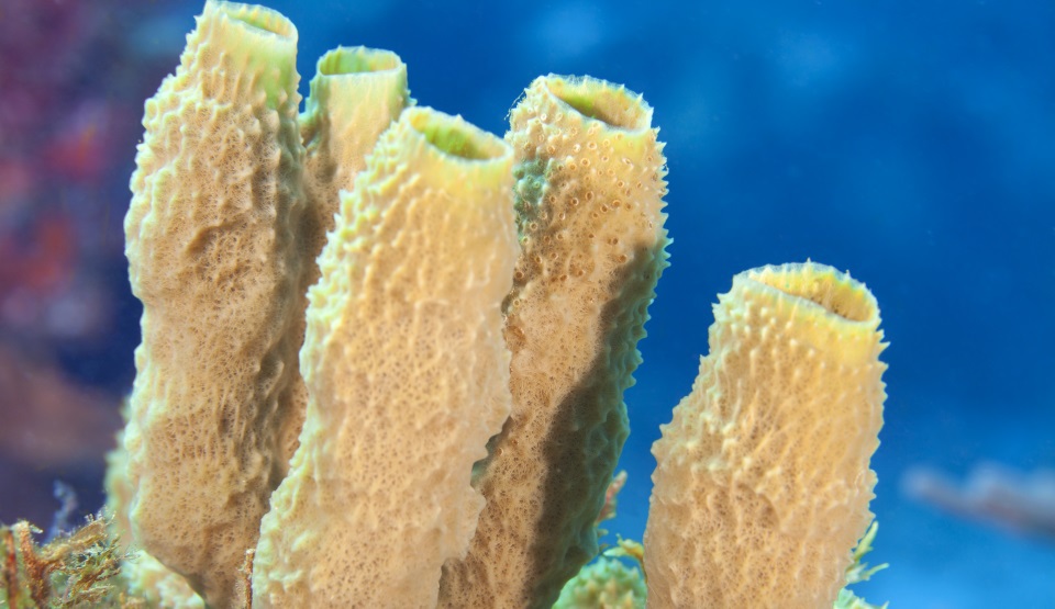 A fost descoperită fosila unei creaturi ''nud'' ce datează de acum mai ...