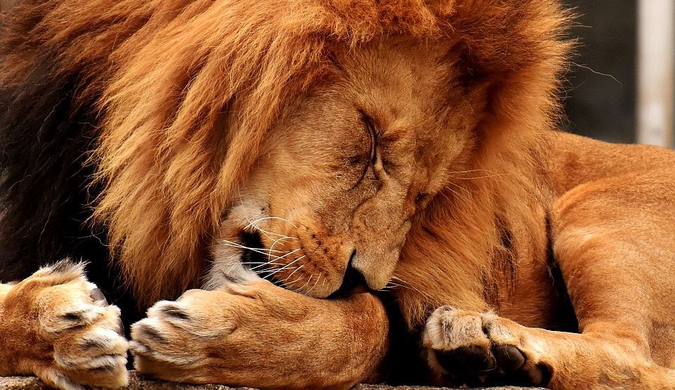 Controverse după împuşcarea mortală a unui leu scăpat de la o grădină ...