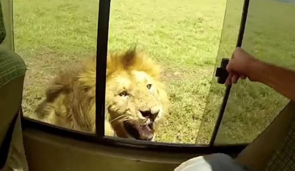 Un turist a încercat să mângâie un leu pe cap, însă animalul nu a fost ...