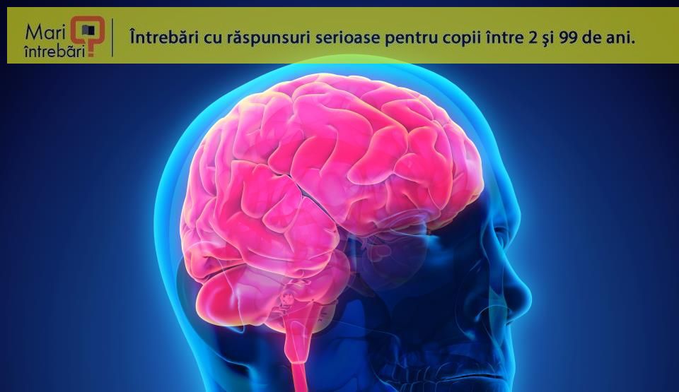 De ce creierele noastre au încreţituri?