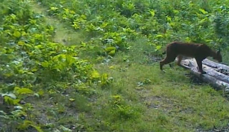Imagini cu un RÂS într-o pădure din România. Animalul sălbatic ...