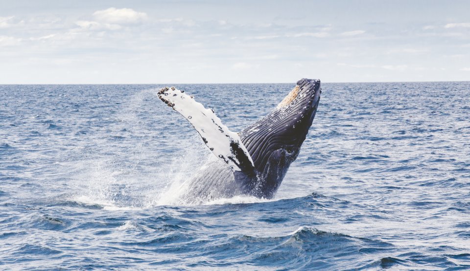 În Antichitate, Marea Mediterană era casa pentru două specii de balenă ...