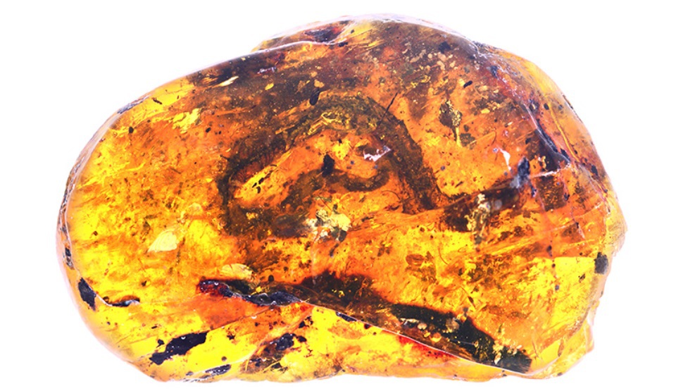 O piatră de chihlimbar descoperită recent are prinsă cea mai veche ...