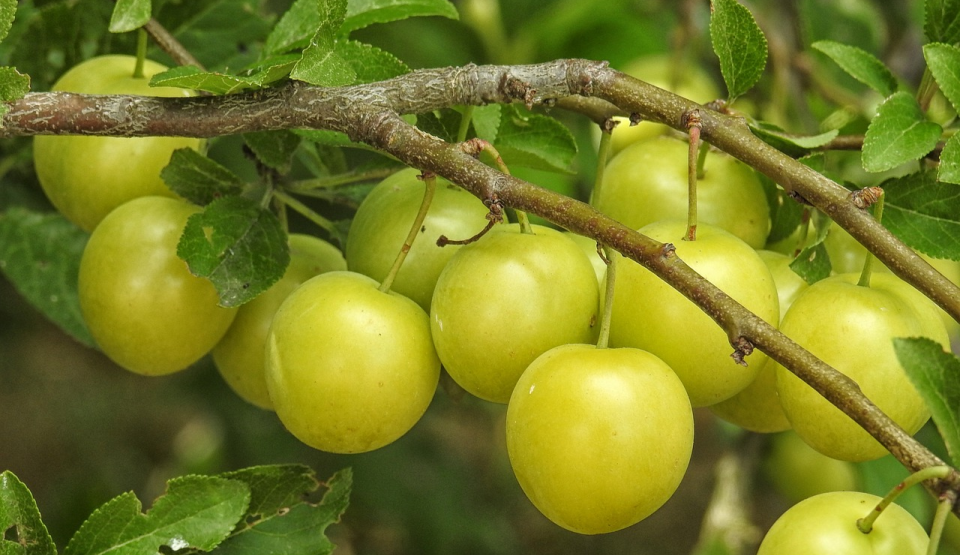 Ce beneficii aduce consumul de corcoduşe