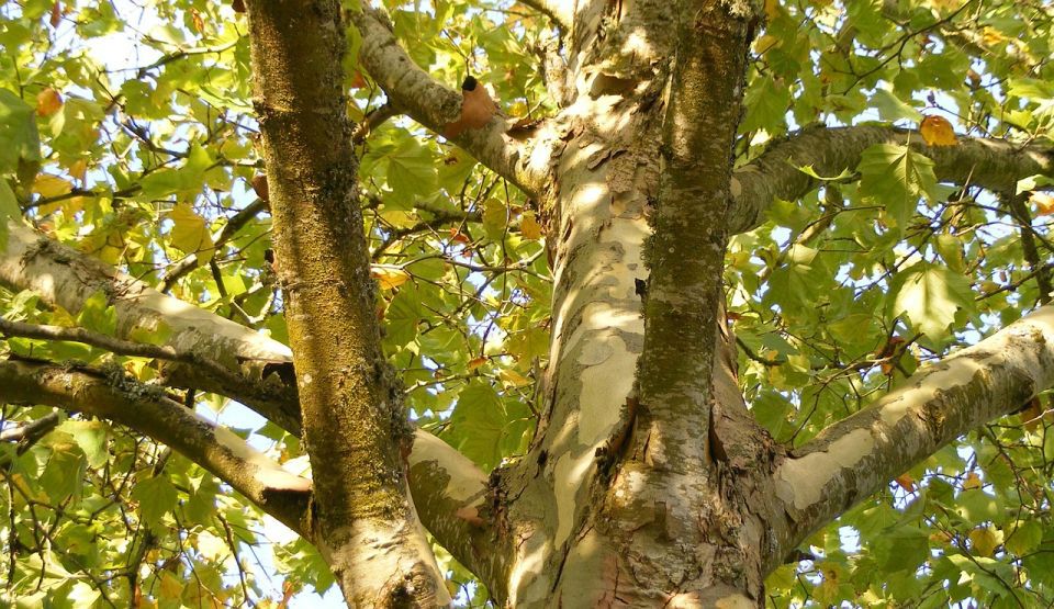 Anunţul medicilor despre efectele înţepăturilor insectei tigrul de platan