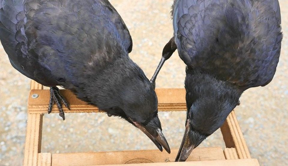 Un parc din Franţa a angajat şase ciori pentru strângerea gunoaielor