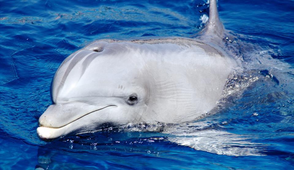 Din cauza lui Zafar, delfinul în călduri care a început să facă ...