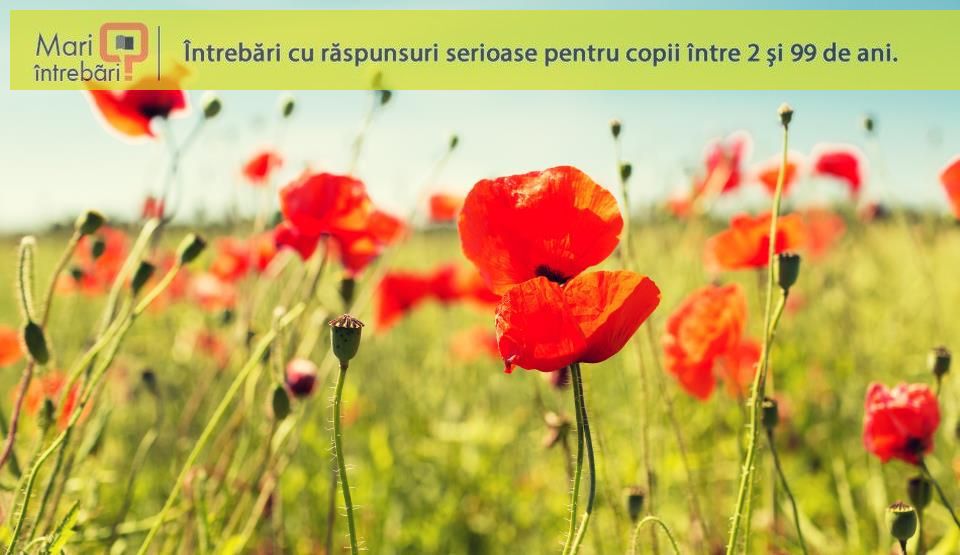 Cum şi-a căpătat macul proprietăţile sale analgezice?