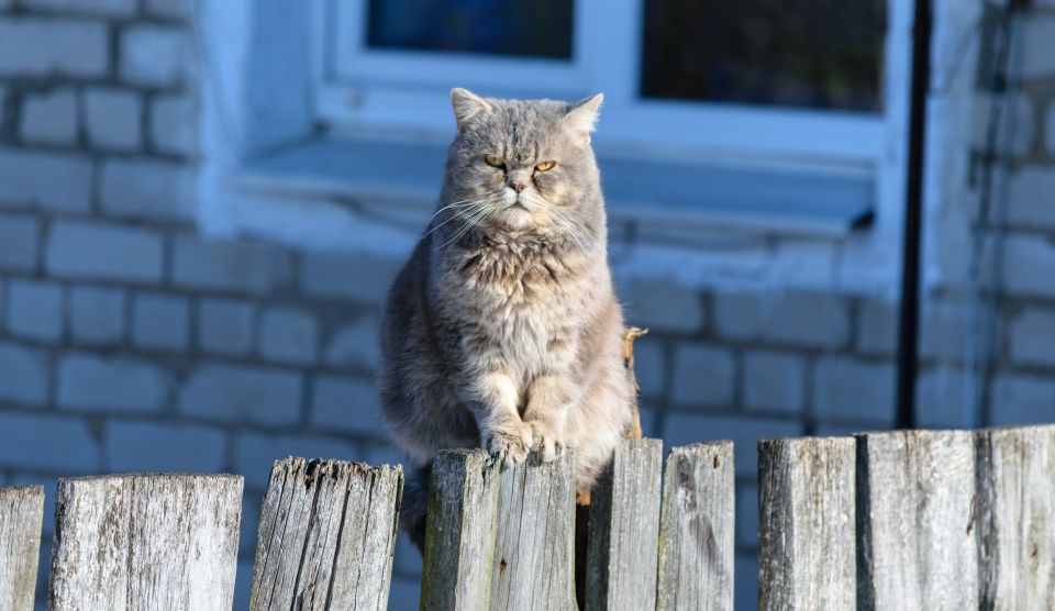 O pisică a lăsat fără curent electric peste 7.000 de persoane
