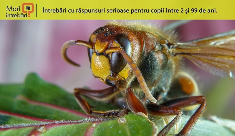 De ce urâm viespile, dar iubim albinele?