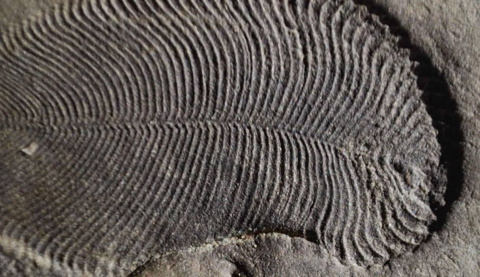 ”Sfântul Graal al paleoantropologiei”: A fost descoperită cea mai veche ...