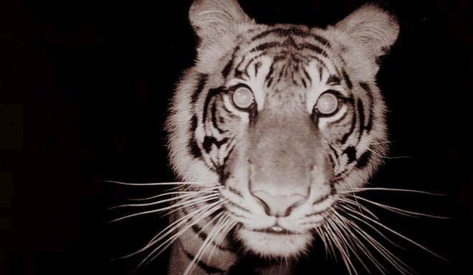 O femelă gestantă dintr-o specie rară de tigru a fost ucisă