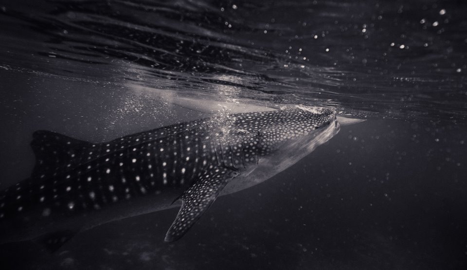 O „lume pierdută” a fost descoperită în adâncul oceanului