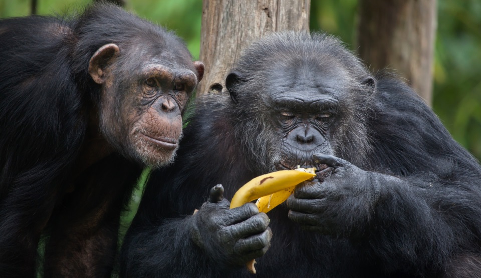 Dovadă surprinzătoare a altruismului la cimpanzeii sălbatici. Totuşi ...