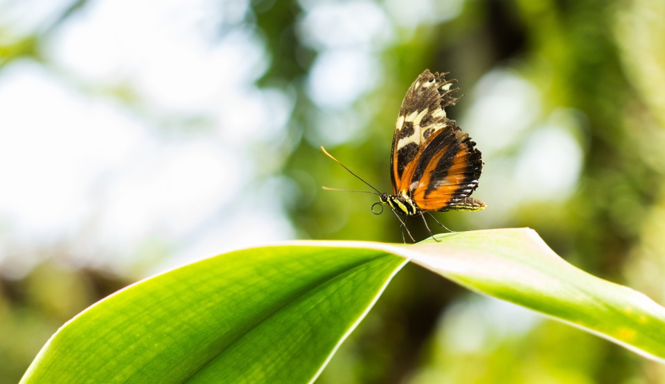 Adevărata amploare a declinului dramatic al populaţiilor de insecte din ...