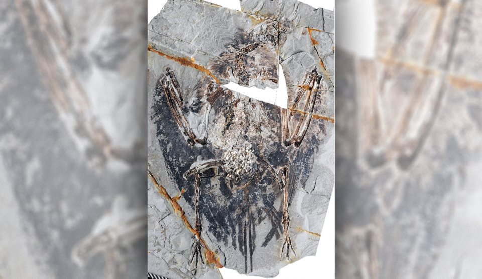 Un plămân extrem de bine conservat al unei păsări de acum 120 de ...