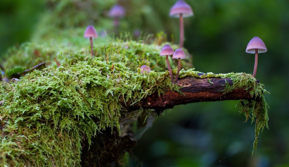 Lichenii ar putea avea efecte asemănătoare cu cele ale canabisului