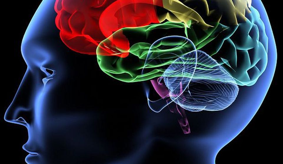 Cerebelul, deşi a fost anterior subestimat, este ”centrul de control al ...