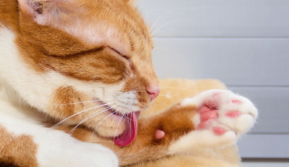 De ce are pisica limba atât de aspră. Trăsătura este întâlnită şi la ...