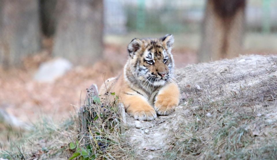 Vot organizat pentru numirea unui pui de tigru născut prematur, în ...