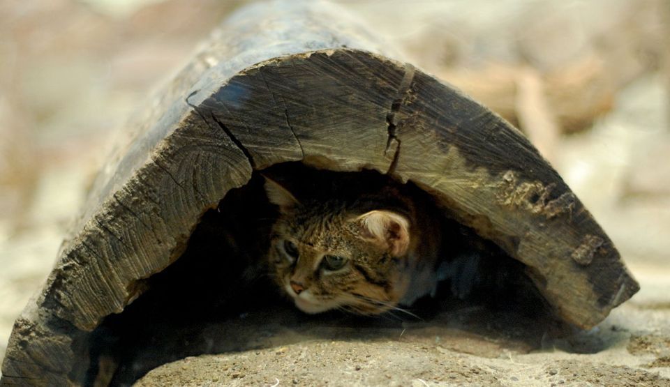 O pisică adorabilă este considerată ”cea mai periculoasă felină de pe ...