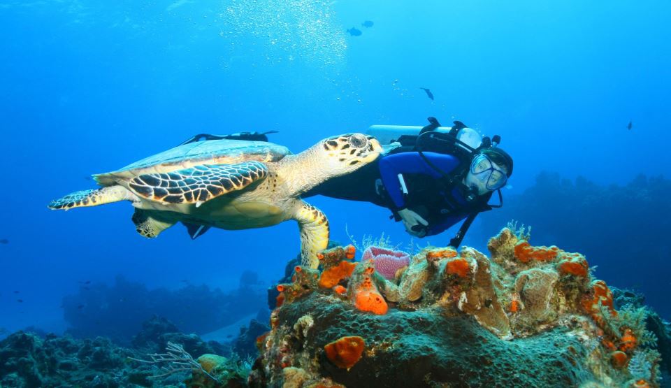 Toate speciile de ţestoase marine sunt afectate de unul dintre cele mai ...