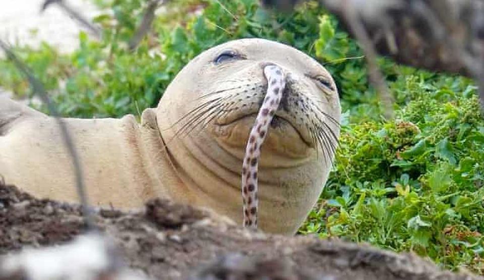 O celebră specie de foci se confruntă cu o nouă ameninţare: ţiparii le ...