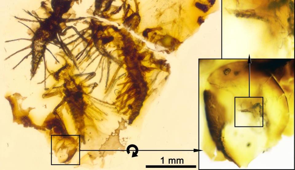 O ''fereastră în timp'' arată insecte de acum 130 de milioane de ani ...
