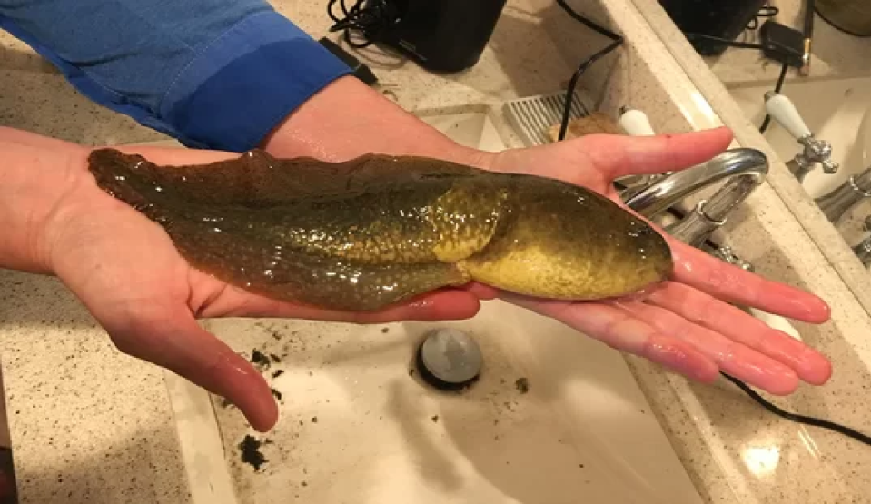 De la zăpada portocalie la mormoloci lungi cât faţa unui om. Cele mai ...