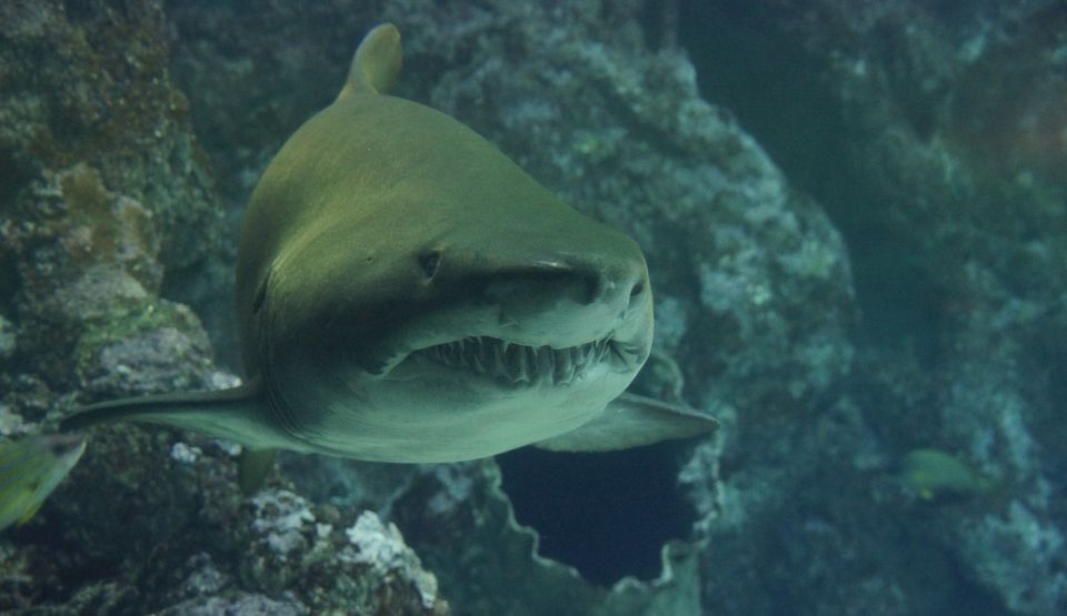 Top 10 cele mai bizare specii de rechini