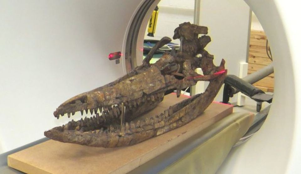 Craniul incredibil al unui ”monstru marin”, prezentat în 3D