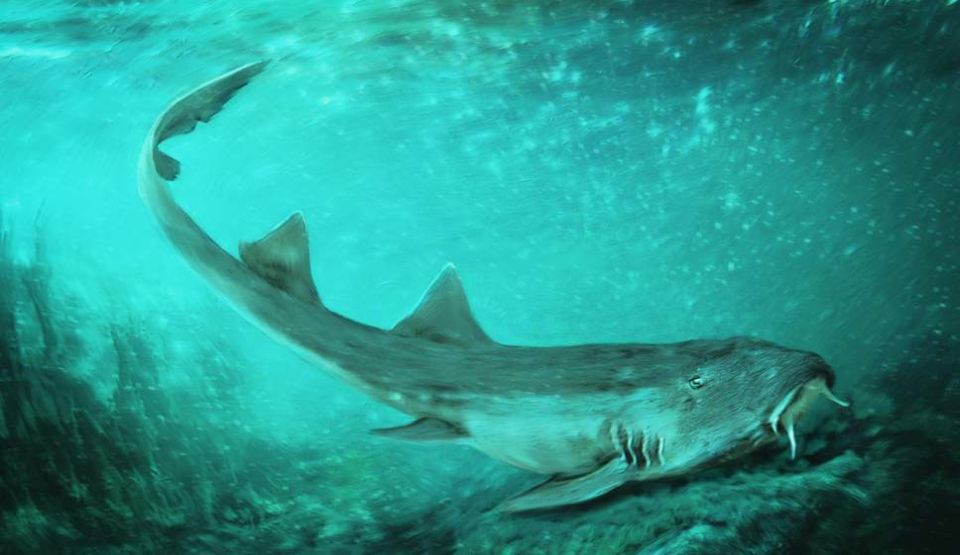 Un rechin preistoric cu dinţii ce au forma ”navelor spaţiale” a fost ...