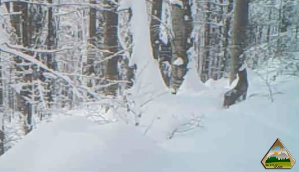 Imagini inedite cu un râs ieşit la vânătoare, filmate în Parcul Natural ...