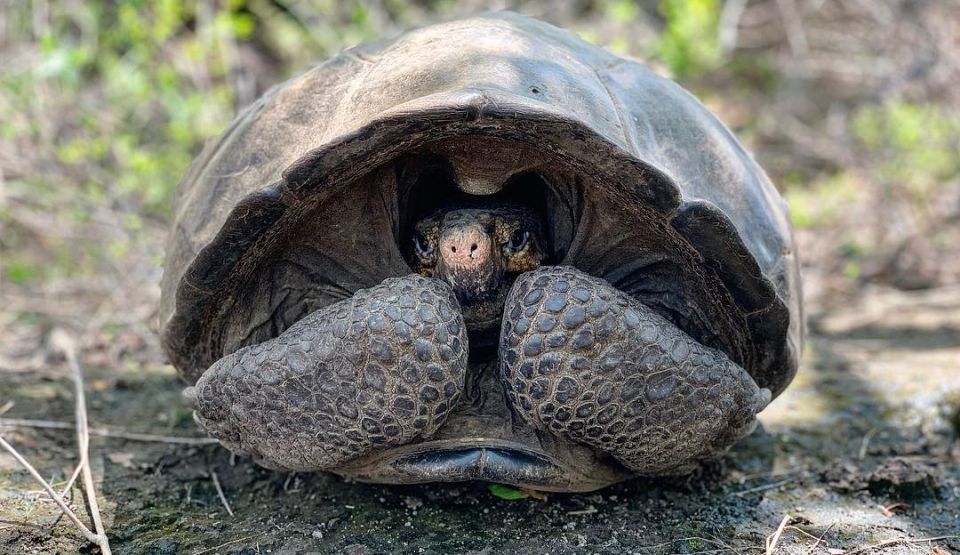 O ţestoasă considerată dispărută de peste 100 de ani a fost ...